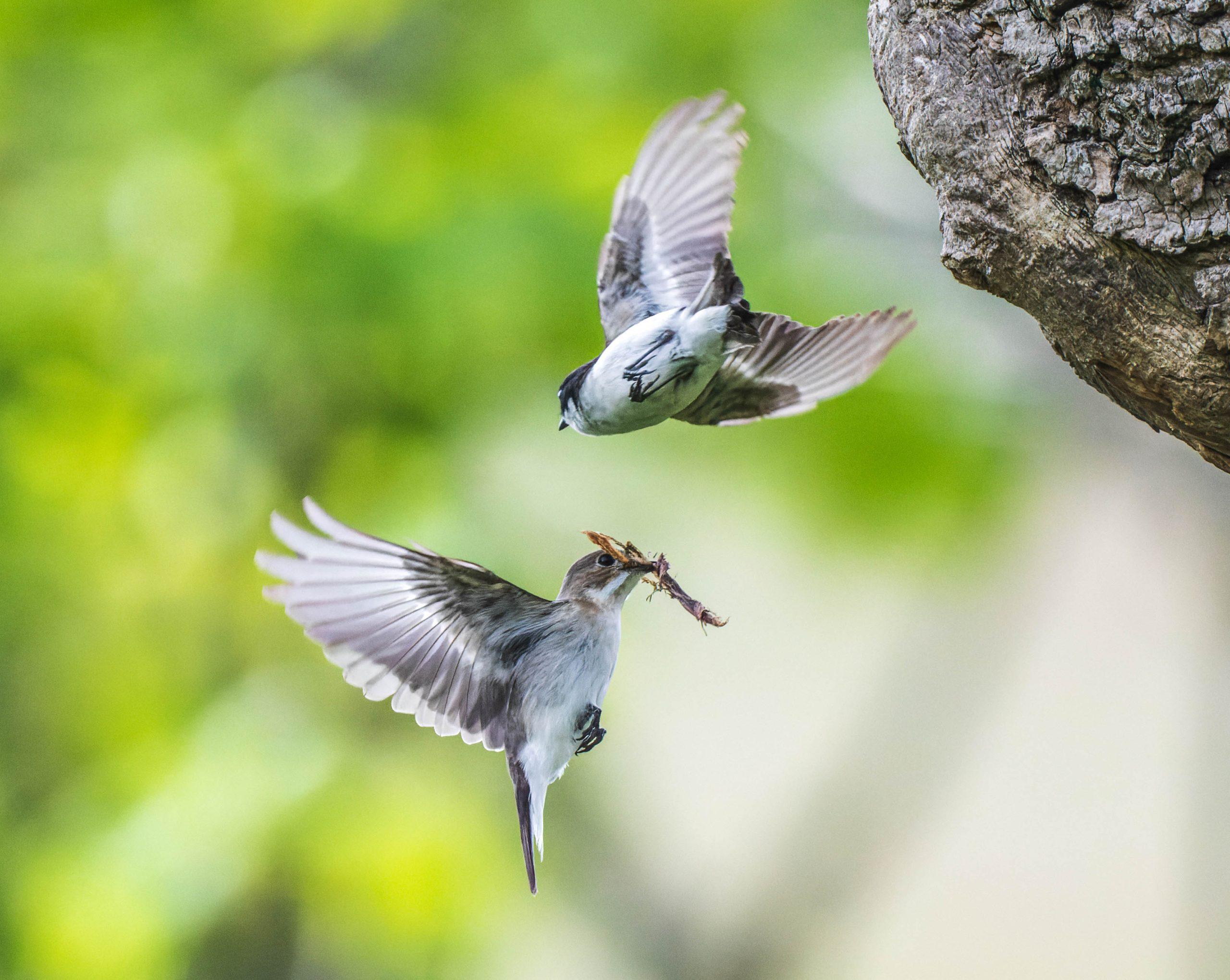 Wildlife Photography Workshops in Shropshire, UK