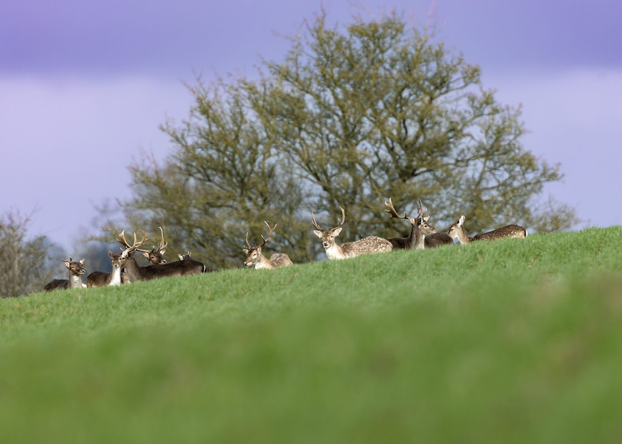 Wildlife Photography Workshops in Shropshire, UK